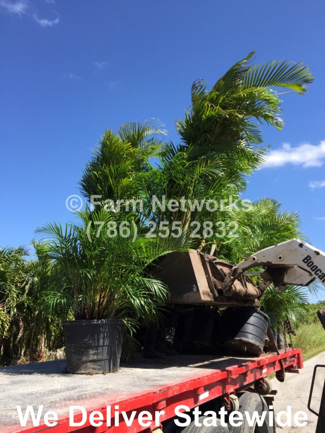 15 Gallon Areca Palm Trees South Florida Palm Trees In Northeast